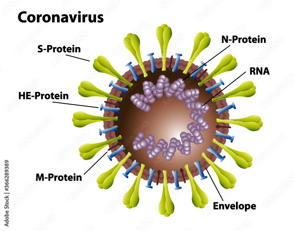 Coronavirus morphology of COVID-19 virus structures, with labels of ...