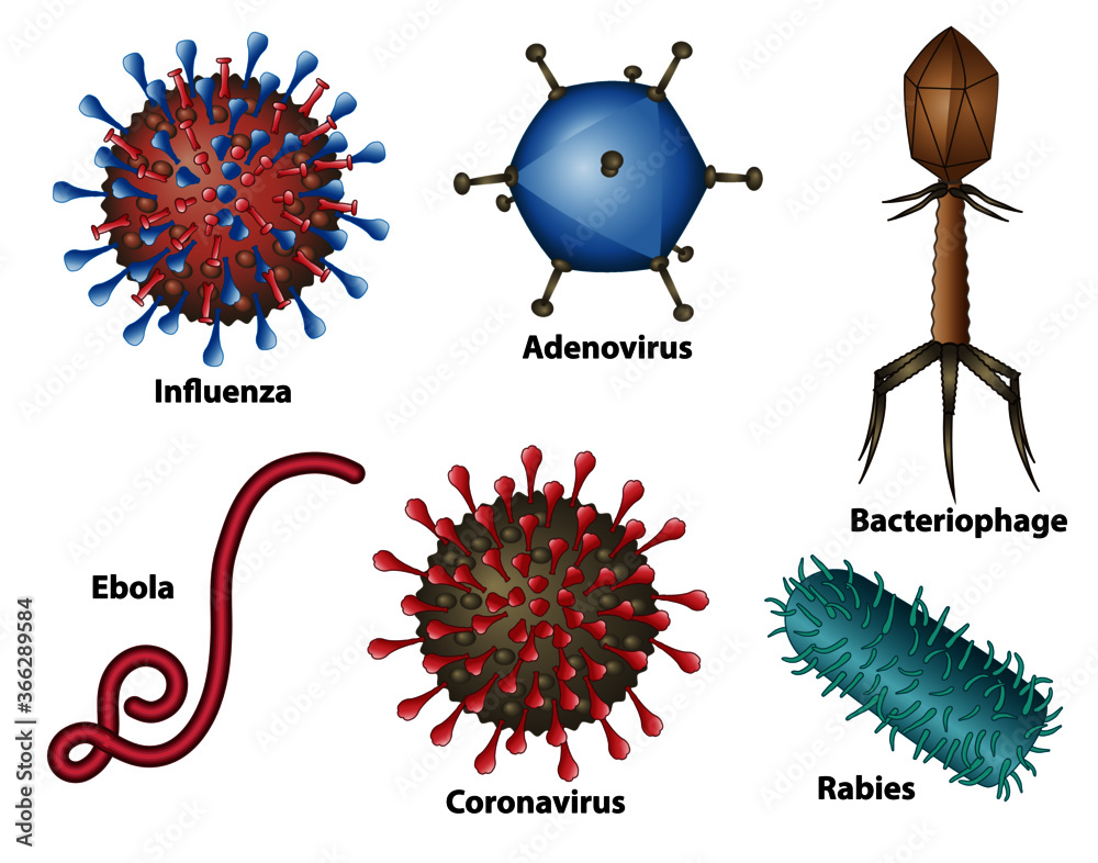 Virus types, examples of virions for influenza, adenovirus ...