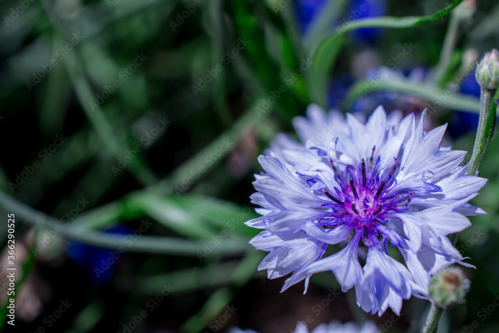 Centaurea cyanus cornflowers beautiful blue flowers Stock Photo | Adobe ...