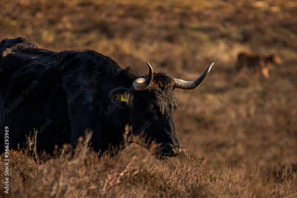 Sayaguesa cow walking in a nature area Planken Wambuis. Veluwe ...