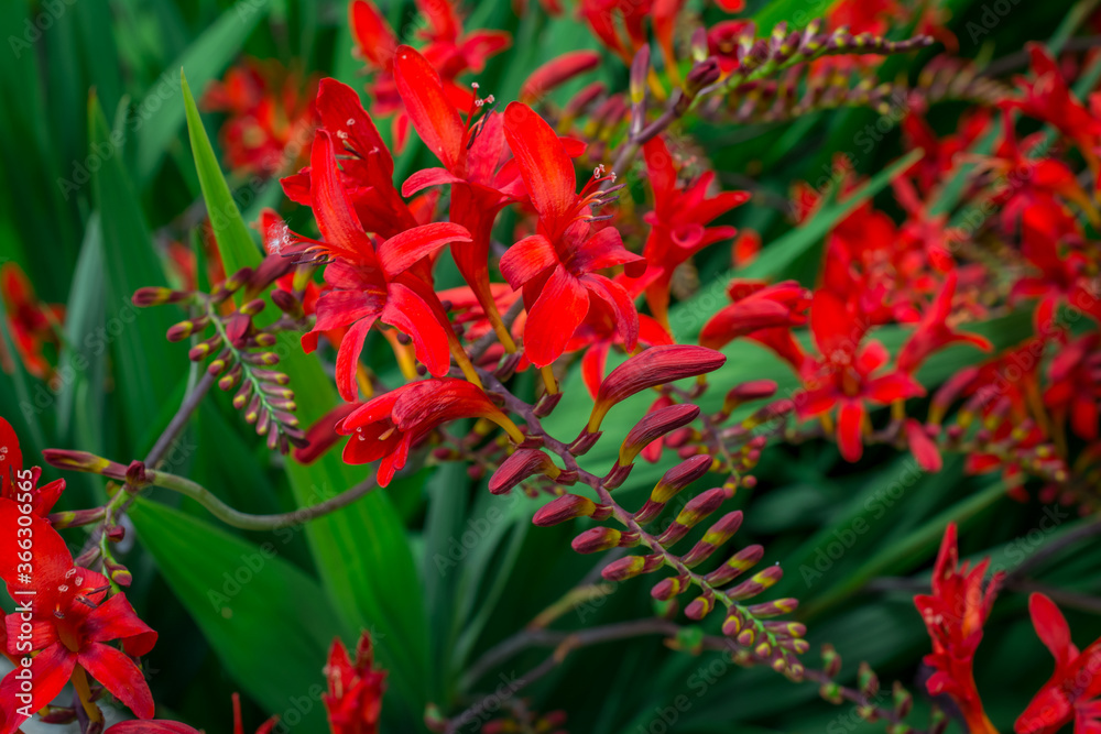 Orange Flowering Crocosmia and buds with Rain Droplets glistening and ...