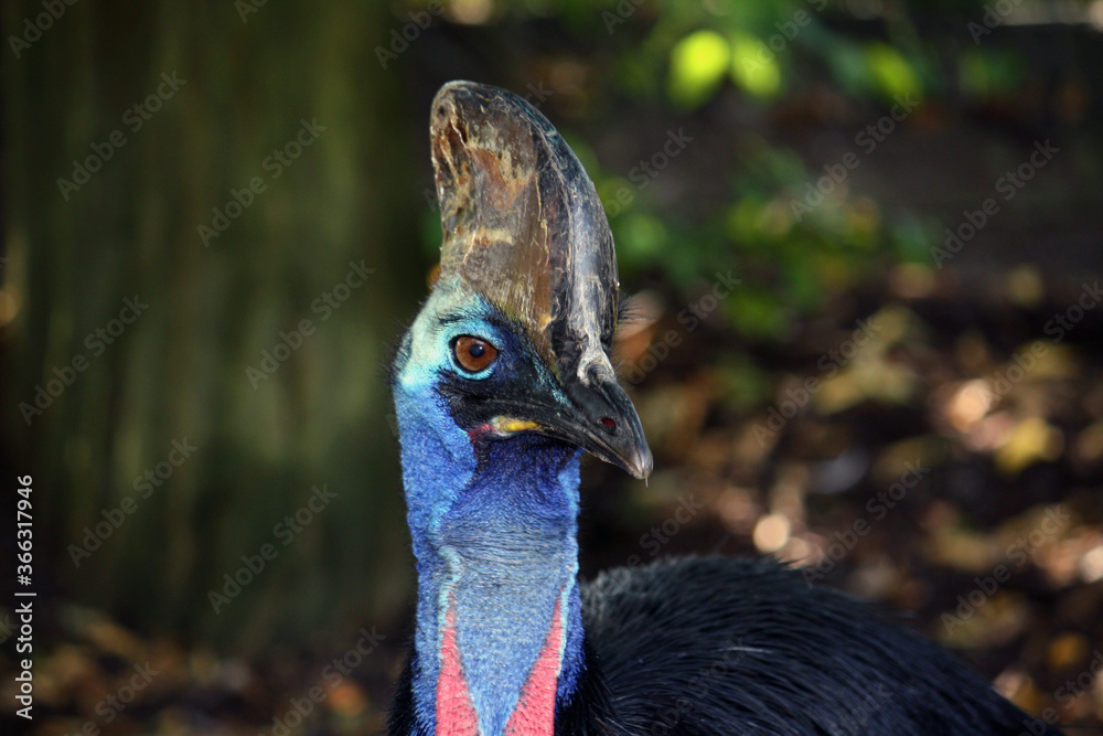 Australischer Kasuar im Aachener Tierpark in Deutschland Stock Photo ...