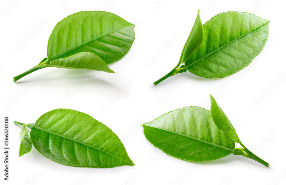 Lemon Leaf Information
