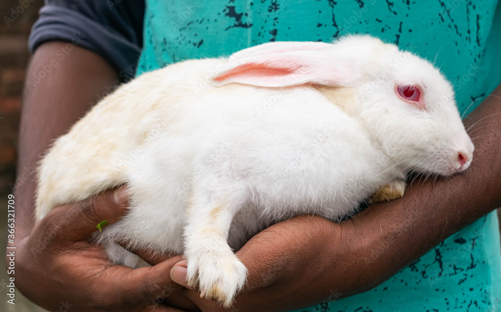 rabbit on human lap, man loves his pet,man puts rabbit on his hand ...