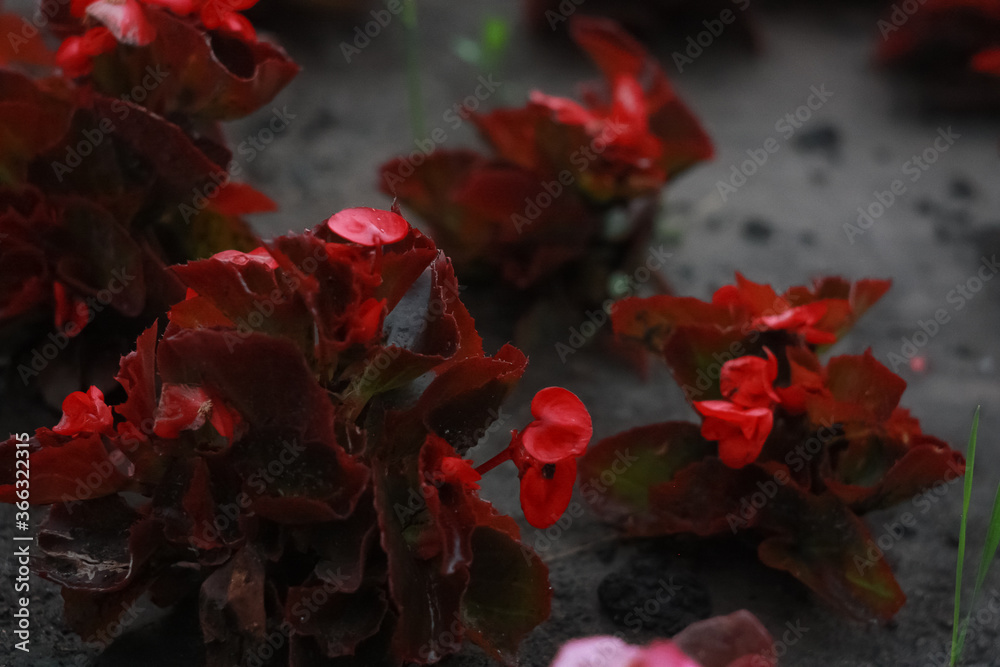 Red flowers of blooming begonia on a flower bed in the garden. Begonia ...