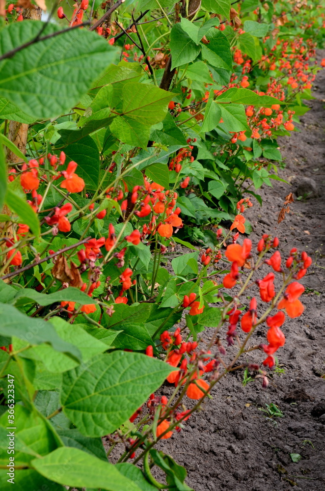 Beans in the garden blooms with red flowers in early summer. Red ...