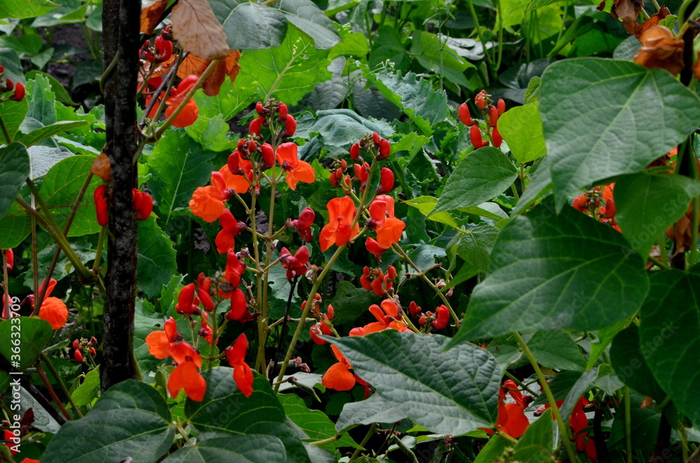Beans in the garden blooms with red flowers in early summer. Red ...