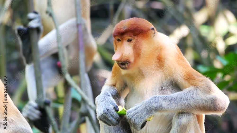 Proboscis monkey (Nasalis larvatus) sitting and eat raw banana in a ...