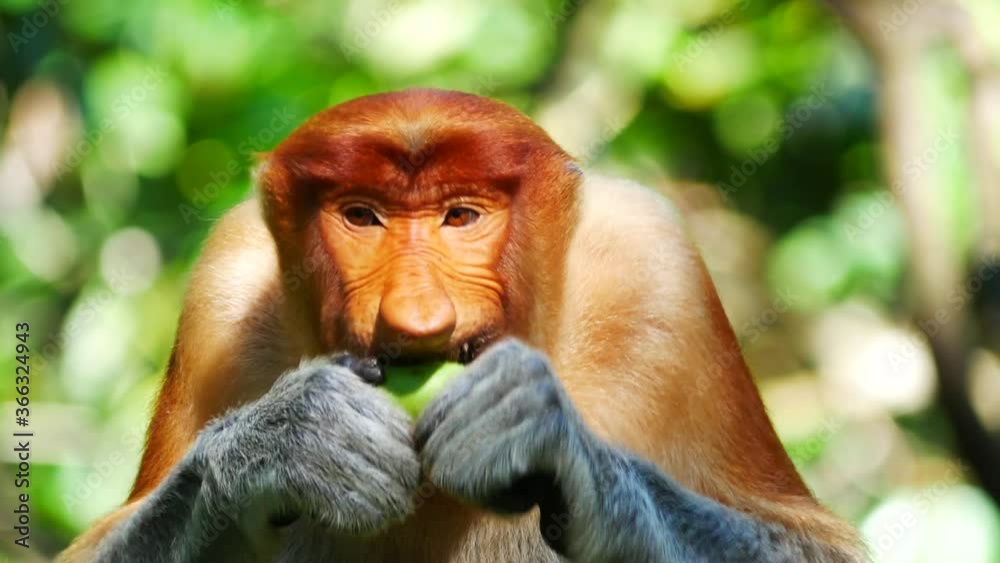 Close up alpha male proboscis monkey ( Nasalis larvatus) eating unripe ...