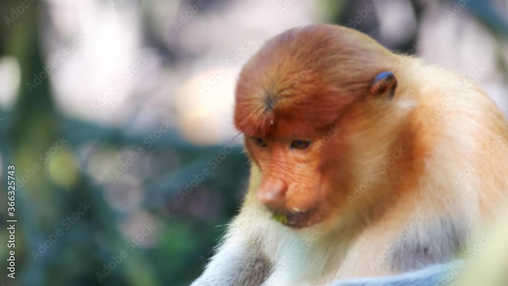 Proboscis monkey (Nasalis larvatus) sitting and eat raw banana in a ...