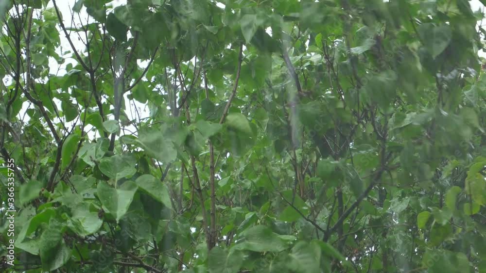 Winds the tree in the wind in the rain. Storm. Pouring rain. Fall rain ...
