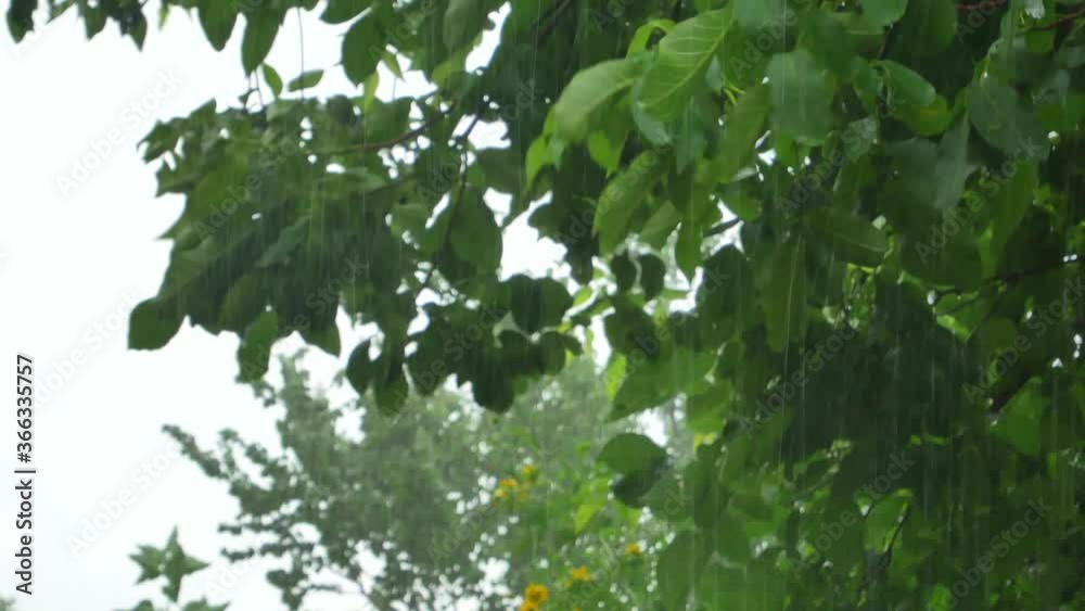 Winds the tree in the wind in the rain. Storm. Pouring rain. Fall rain ...