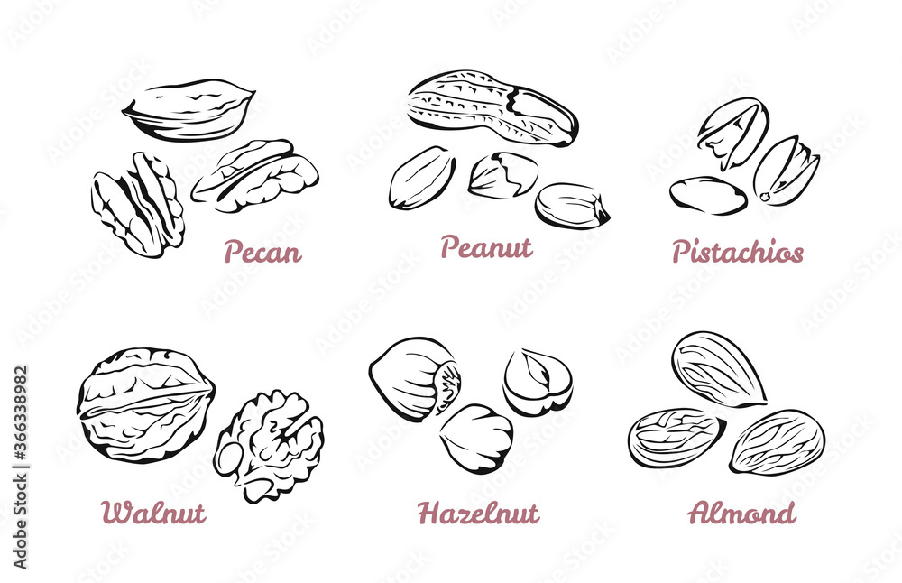 Nuts. Collection of vector black and white illustrations. Outline ...