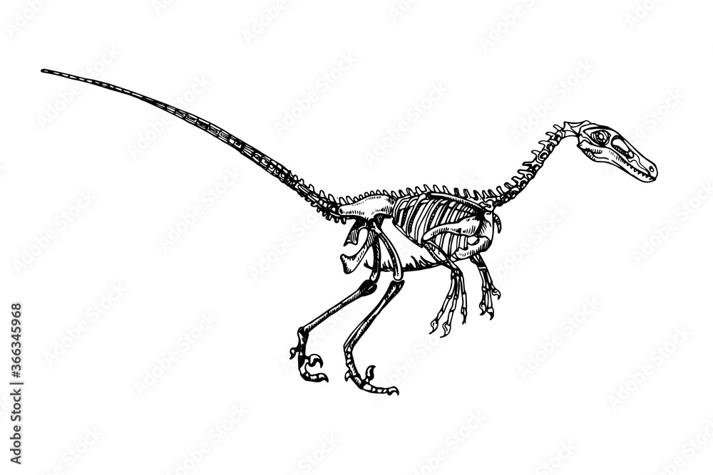 Graphic illustration of velociraptor.Dinosaur skeleton sketch Stock ...