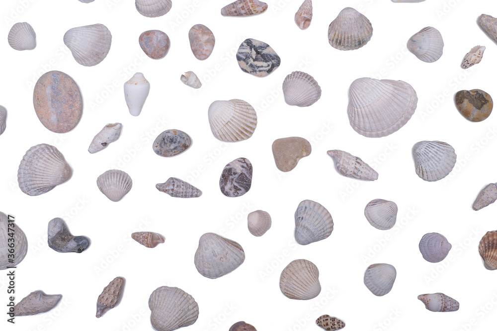 Many shells and pebbles of different shapes and sizes are beautifully ...