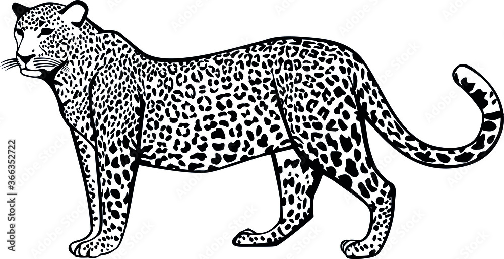 Leopard. Contour vector monochrome isolated image. Stock Vector | Adobe ...