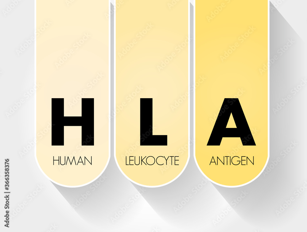 HLA - Human Leukocyte Antigen acronym, medical concept background Stock ...