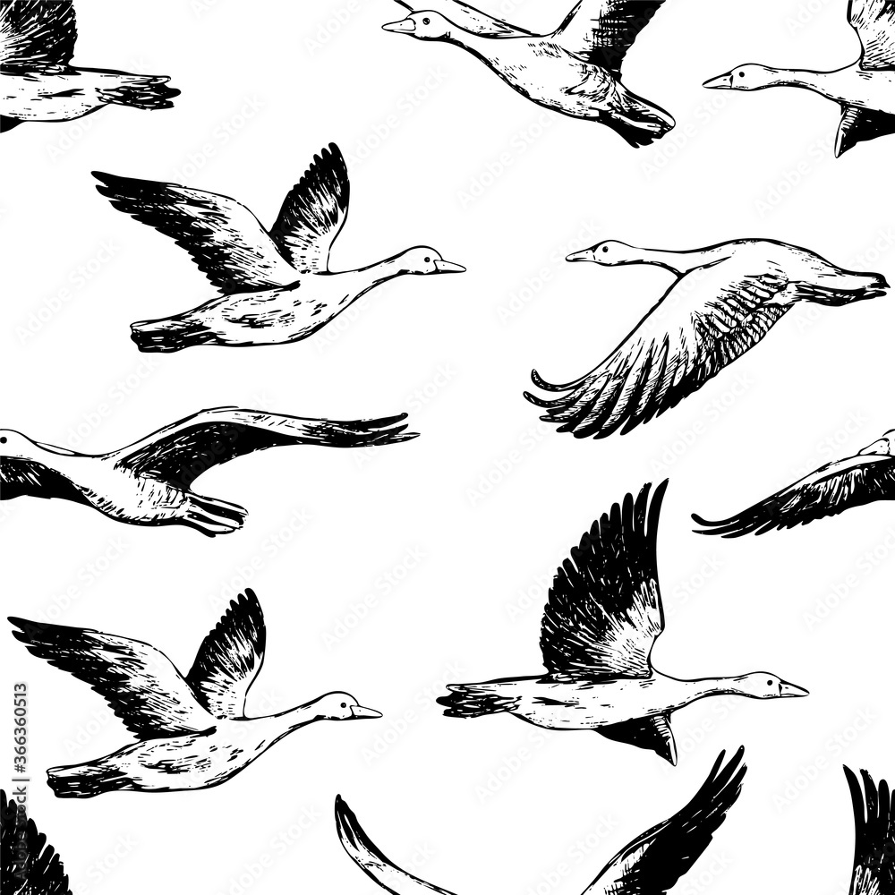 Hand drawn vector seamless pattern of flying greylag geese. Background ...