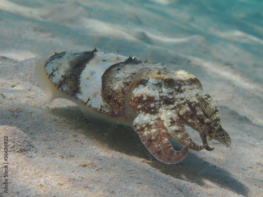 Pharaoh cuttlefish (Sepia pharaonis) swimming over sand sea bottom ...
