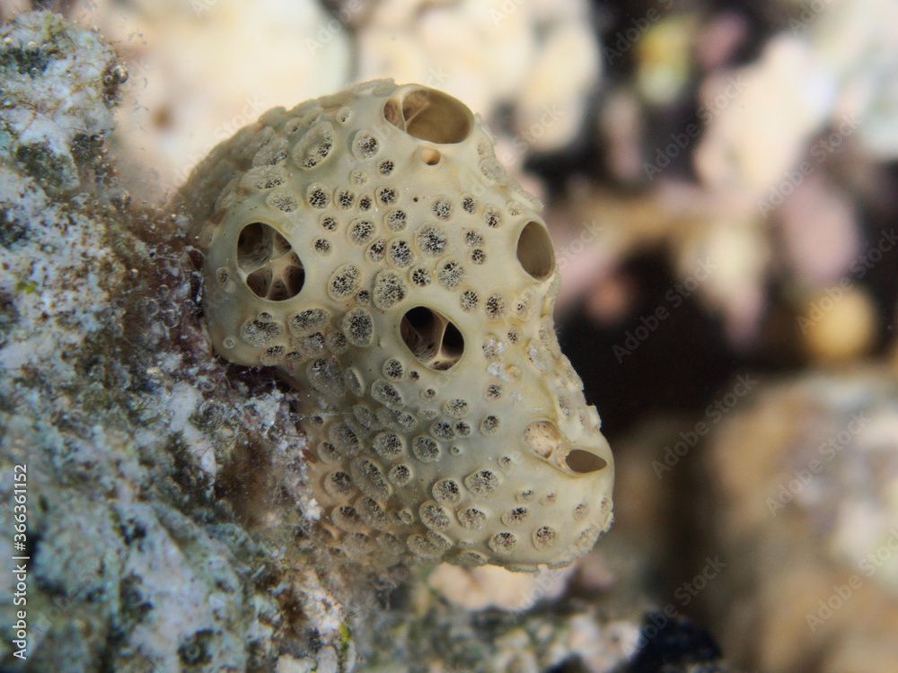 Honeycomb sponge (Crella cyathophora) at the sea coral reef underwater ...