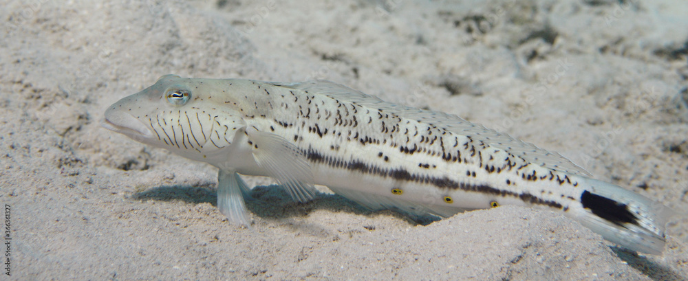 Speckled sandperch (Parapercis hexophtalma) tropical fish on sandy sea ...