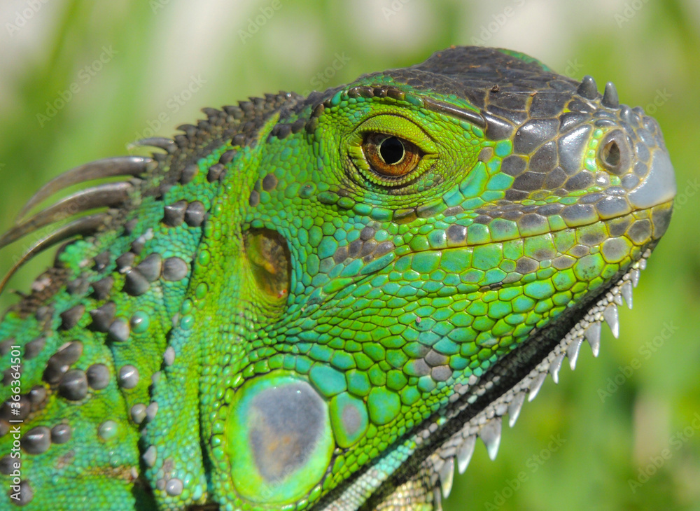 Iguana Verde mirando hacia la derecha, color de ojos marrones, piel ...