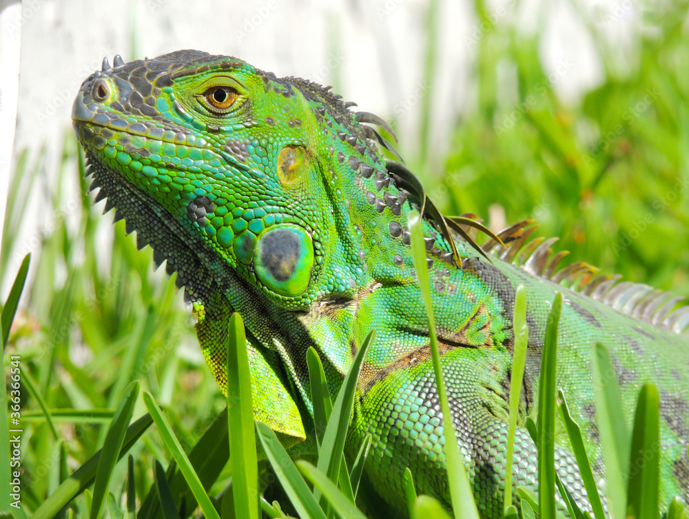 Iguana Verde con ojo marrón y detalles en negro, con escamas y cresta ...