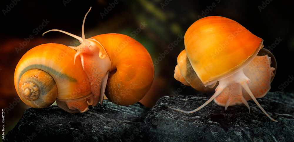 Ampullaria australis - ampulyarii snail in aquarium Stock Photo | Adobe ...
