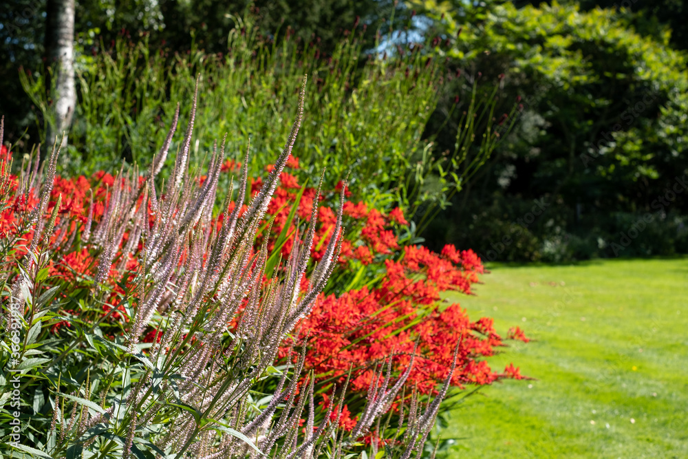 Pink echinum flowers with red crocosmia lucifer behind, at the Leckford ...