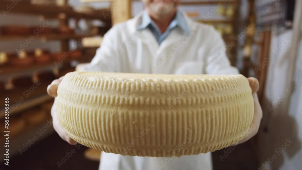 Closeup of human hands holding huge cheese round on milky farm with ...