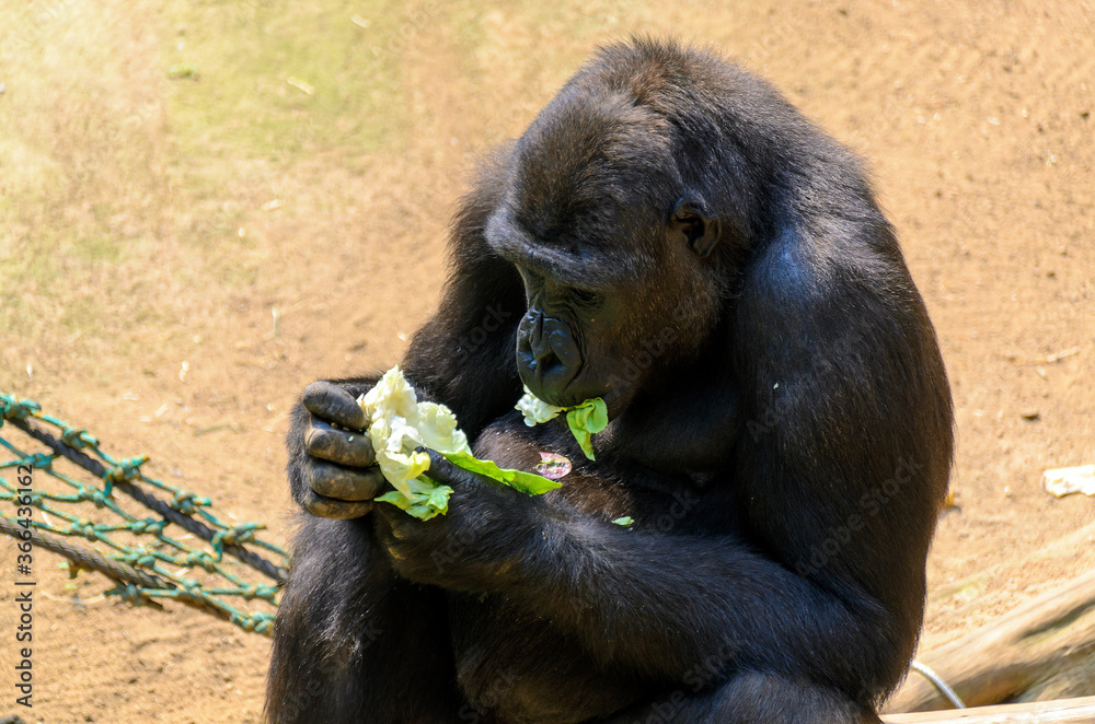 Gorilla eating lettuce Stock Photo | Adobe Stock