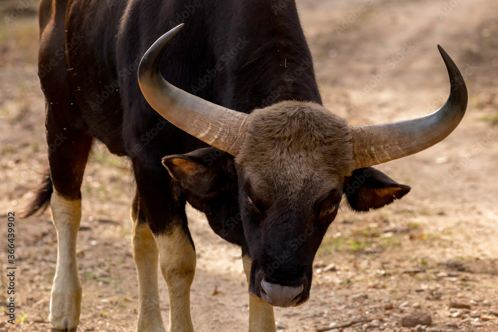 Gaur Indian bison Wild Buffalo Stock Photo | Adobe Stock