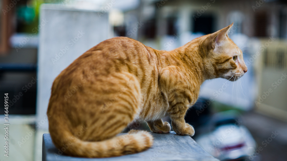 Indian billi breed also known as Indian common cat Stock Photo | Adobe ...