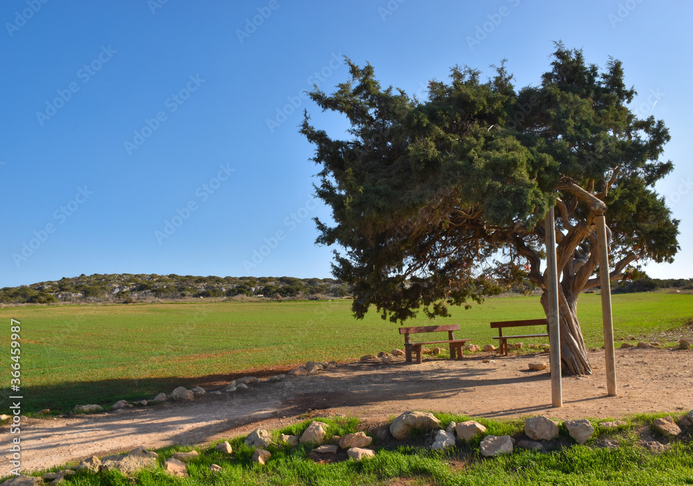 Beautiful Juniper tree (Venue Aoratoson) at the Cape Greco National ...