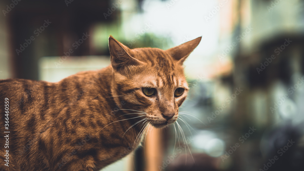 Indian billi breed also known as Indian common cat Stock Photo | Adobe ...