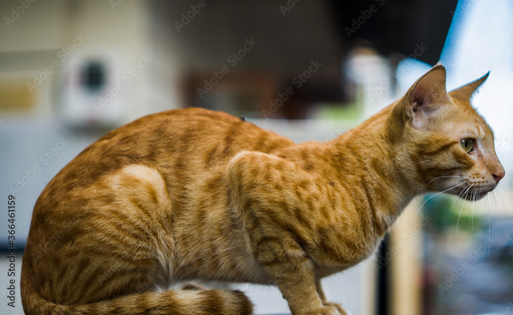 Indian billi breed also known as Indian common cat Stock Photo | Adobe ...