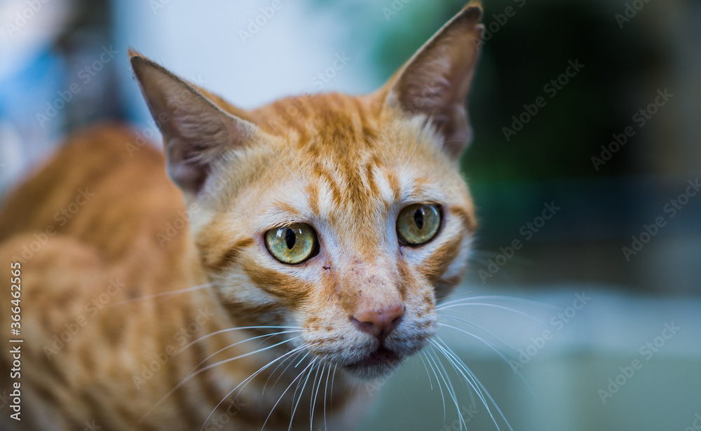 Indian billi breed also known as Indian common cat Stock Photo | Adobe ...