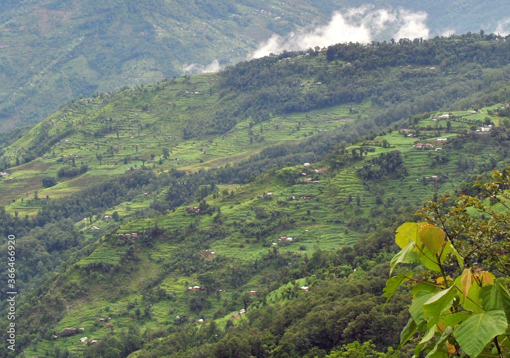 A panoramic view of verdant green patches of paddy field at Tingting ...