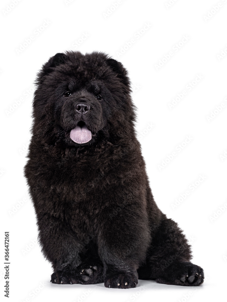 Blue Chow Dog
