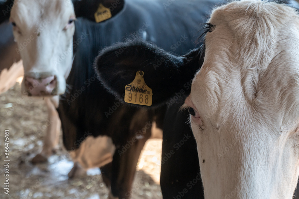 Sacrifice cows in animal farm. lactating cows. sacrificial cattle ...