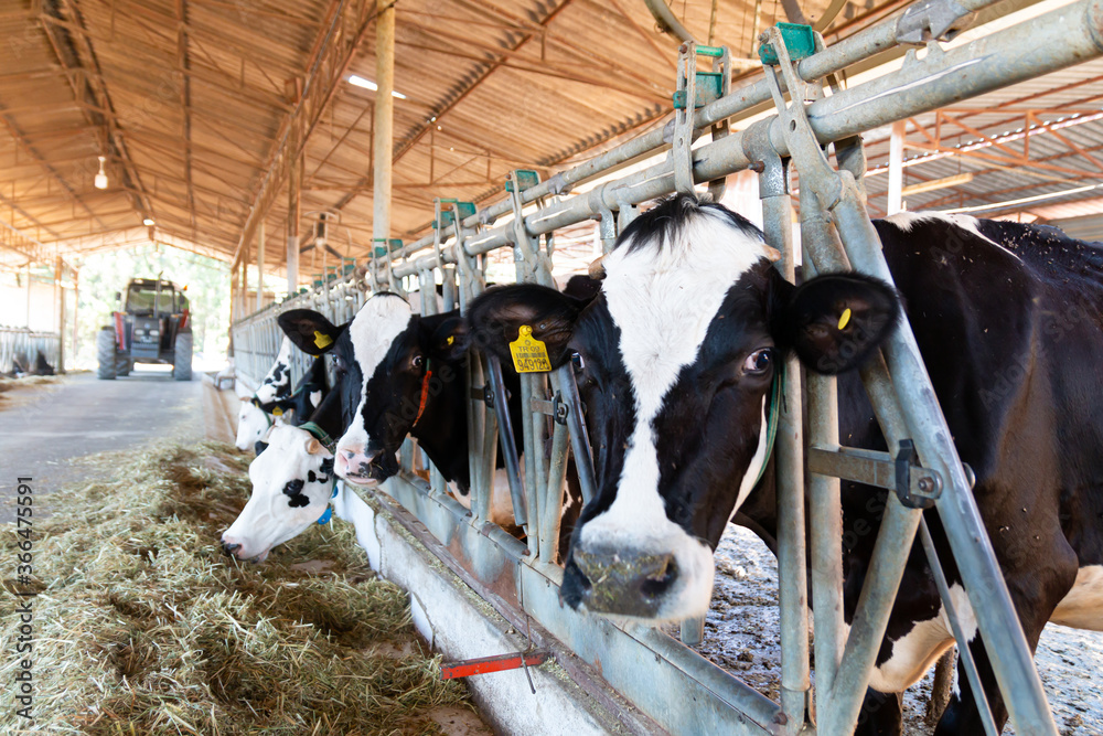 Sacrifice cows in animal farm. lactating cows. sacrificial cattle ...