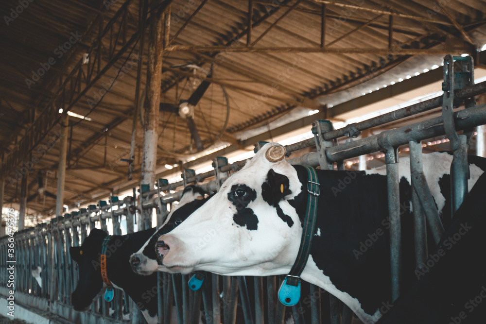 Sacrifice cows in animal farm. lactating cows. sacrificial cattle ...