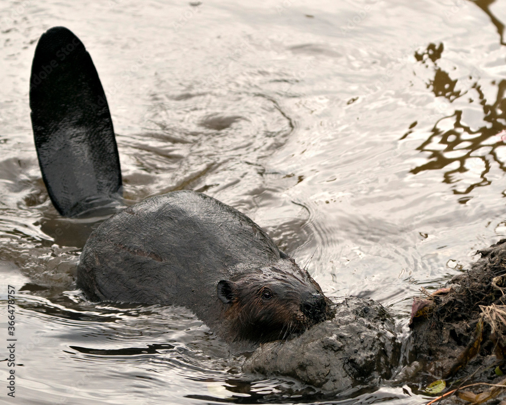 Beaver stock photos. Image. Picture. Portrait. Beaver close-up profile ...