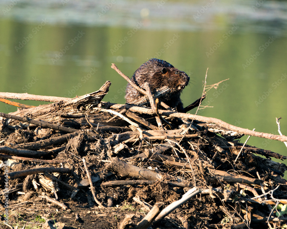 Beaver stock photos. Beaver close-up profile view building a beaver ...