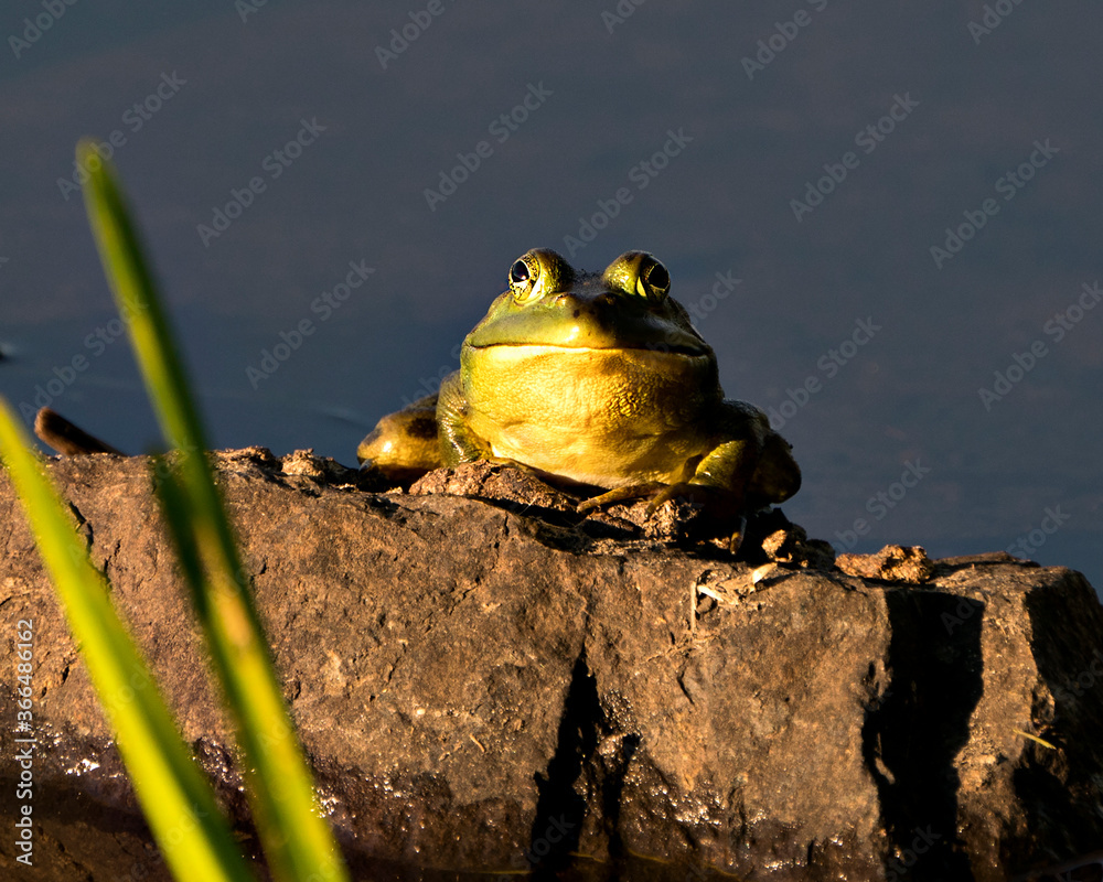 Frog photo stock. Frog sitting on a rock by the water, looking at ...