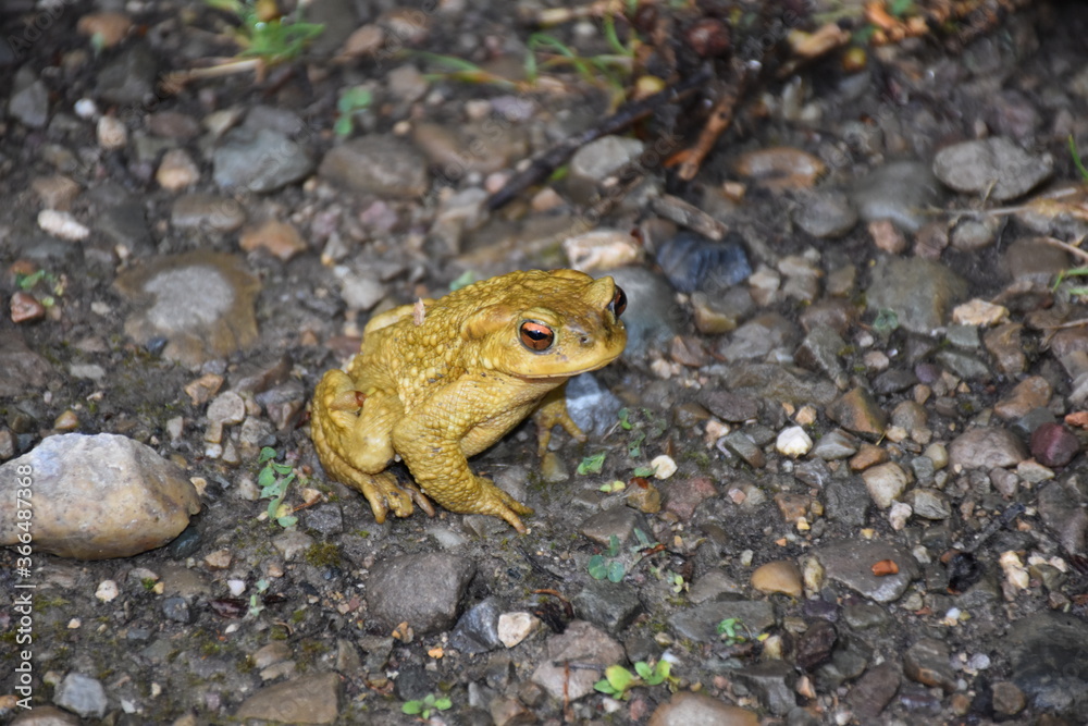 Right side view of a male toad (Bufonidae) on stone path. They lack ...