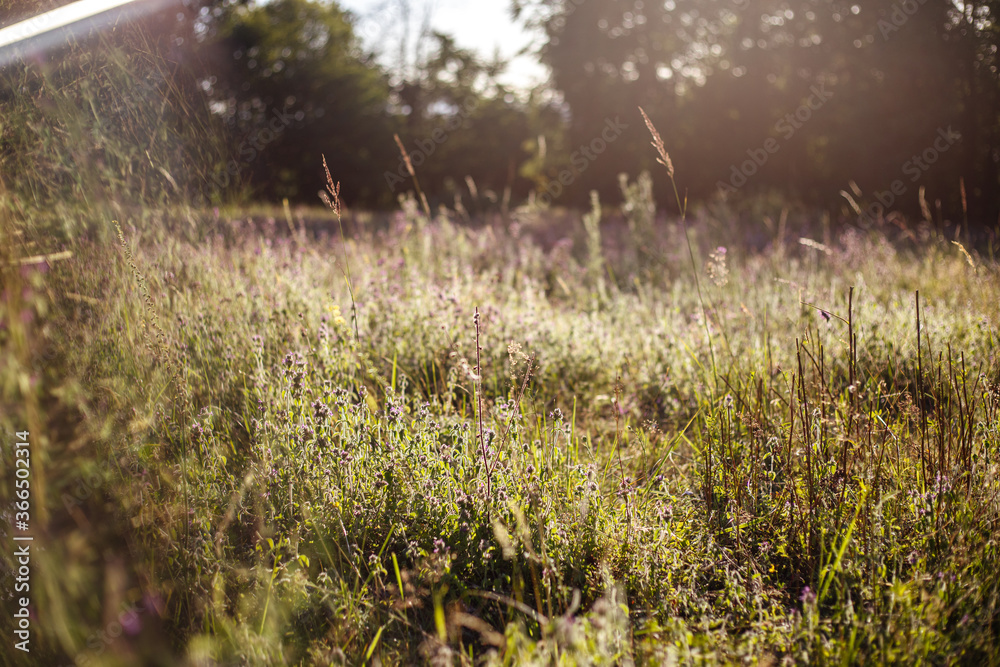 Flower meadow with oregano, also called real dost (Origanum vulgare) at ...