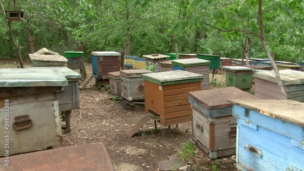 Summer day, the apiary is located in the forest, Odessa region, Ukraine ...