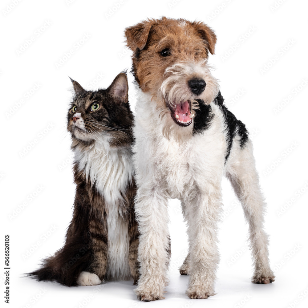 Are Fox Terriers Good With Cats