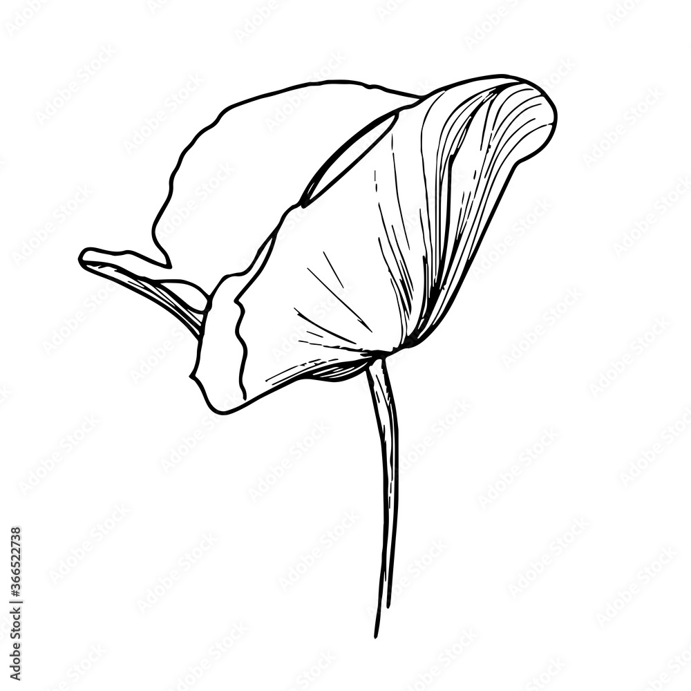 Poppy flower line art. Minimalist contour drawing. One line artwork ...